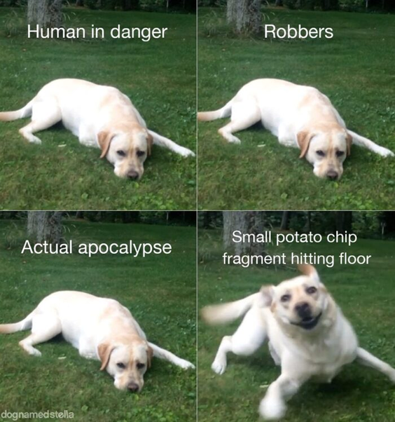 87 Cool Funny Animal Memes Funny Animals Pictures Page 2 Of 2